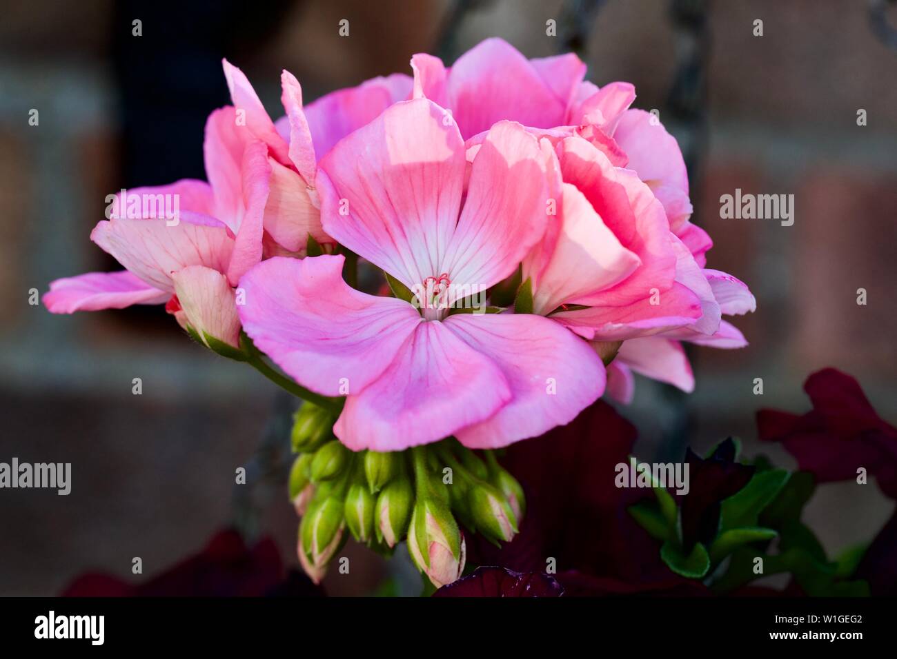 Light Pink Zonal Geranium Stock Photo - Alamy