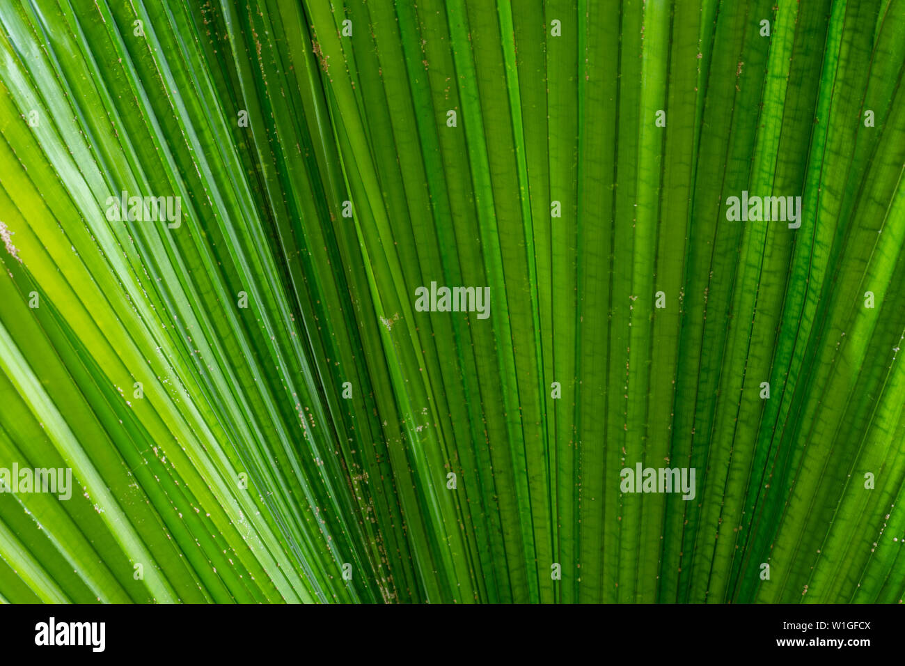 Bush seamless texture background hi-res stock photography and images ...