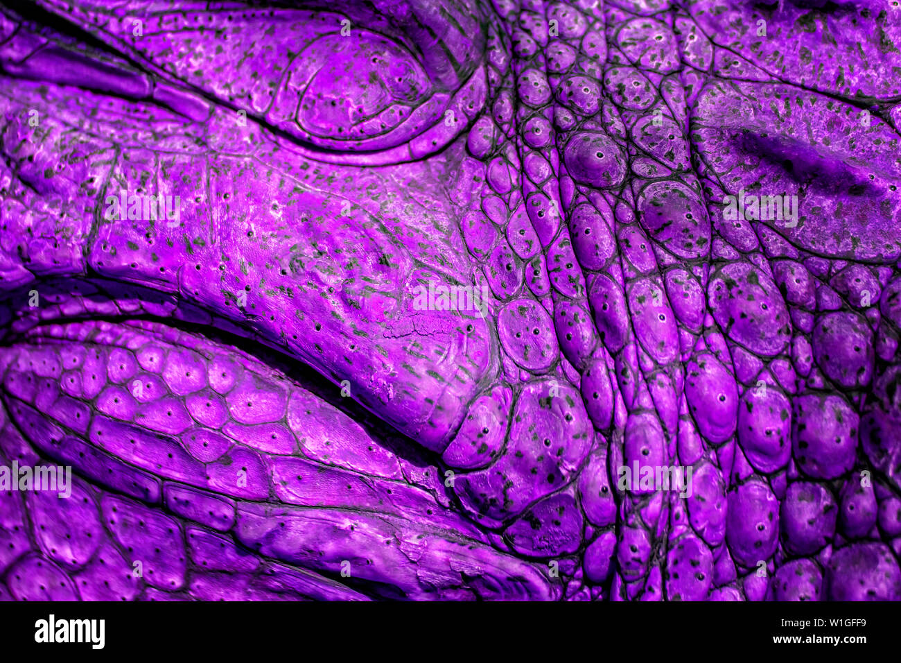 Closed up of crocodile's skin in violet colour. It is a shell from ...