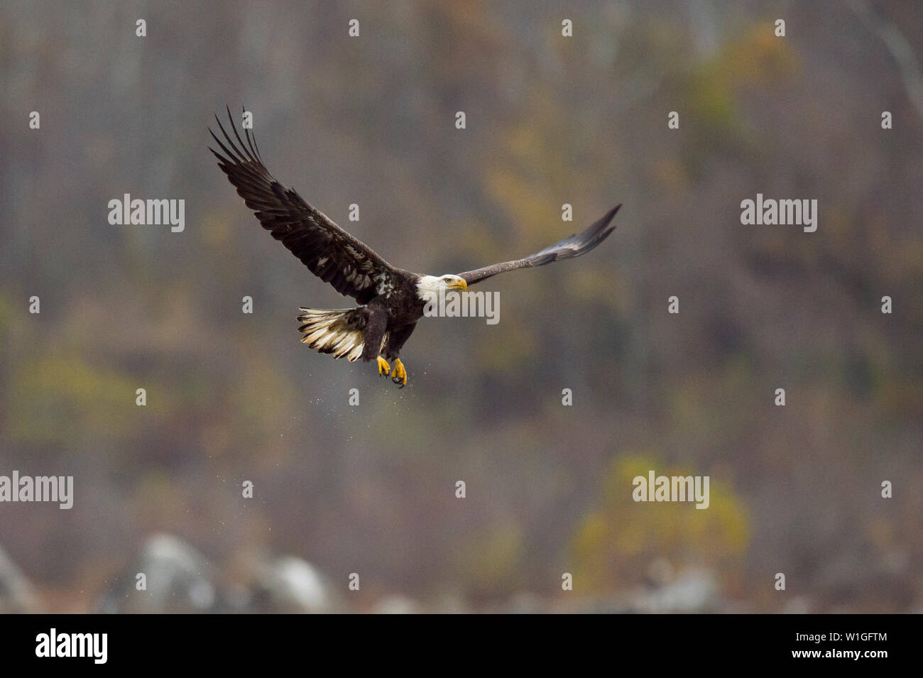 Bald eagle diving hi-res stock photography and images - Alamy