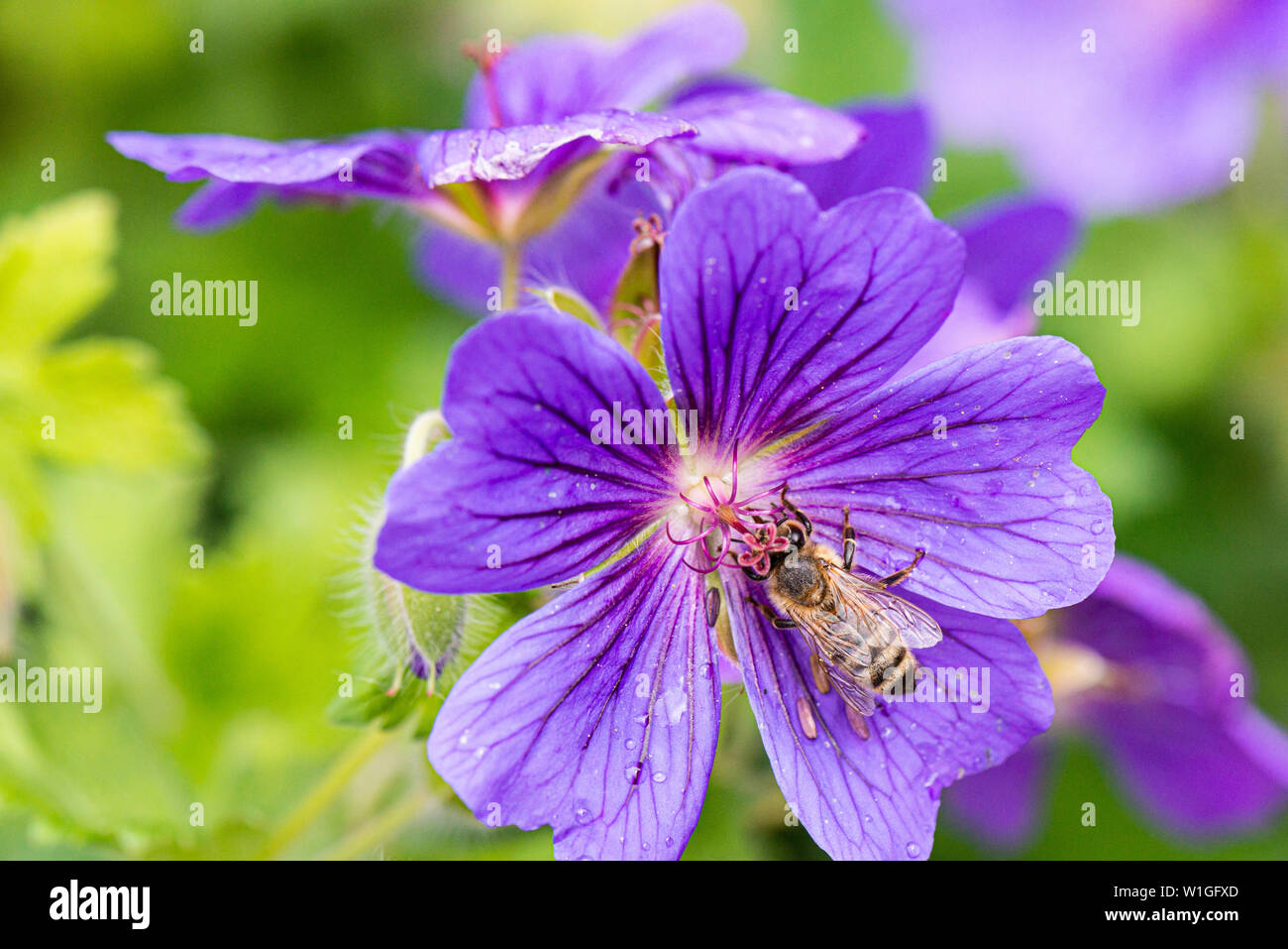 A honey bee (Apis mellifera) on a purple geranium flower Stock Photo ...