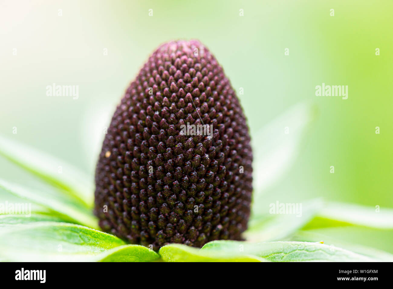 A western coneflower 'Green Wizard' (Rudbeckia occidentalis 'Green ...