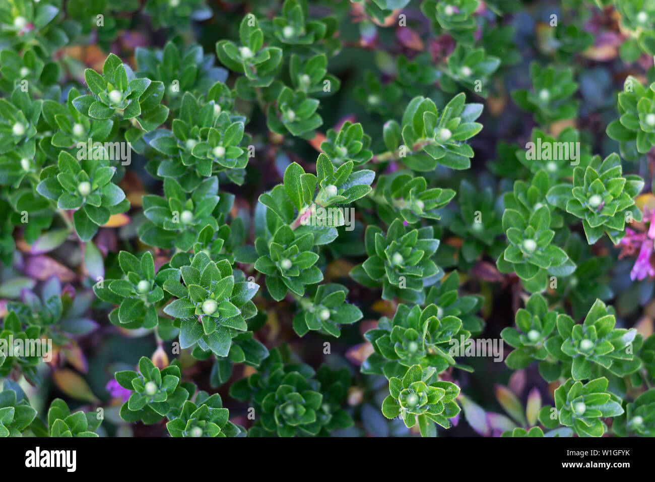 Leaf branch texture in green, close-up shot. Tropical Plant ...