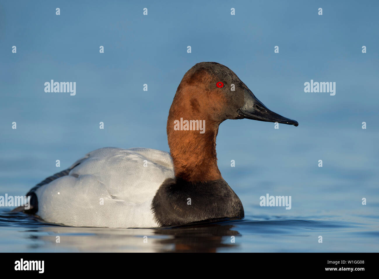 Handsome drake duck hi-res stock photography and images - Alamy