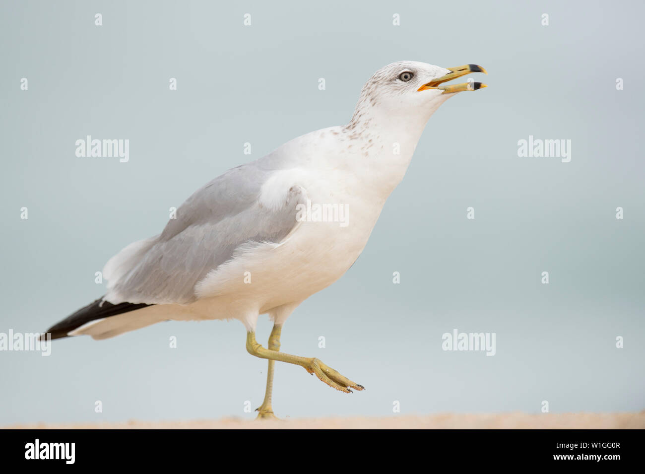 A Ring-billed Gull walks on a sandy beach while calling out with a ...