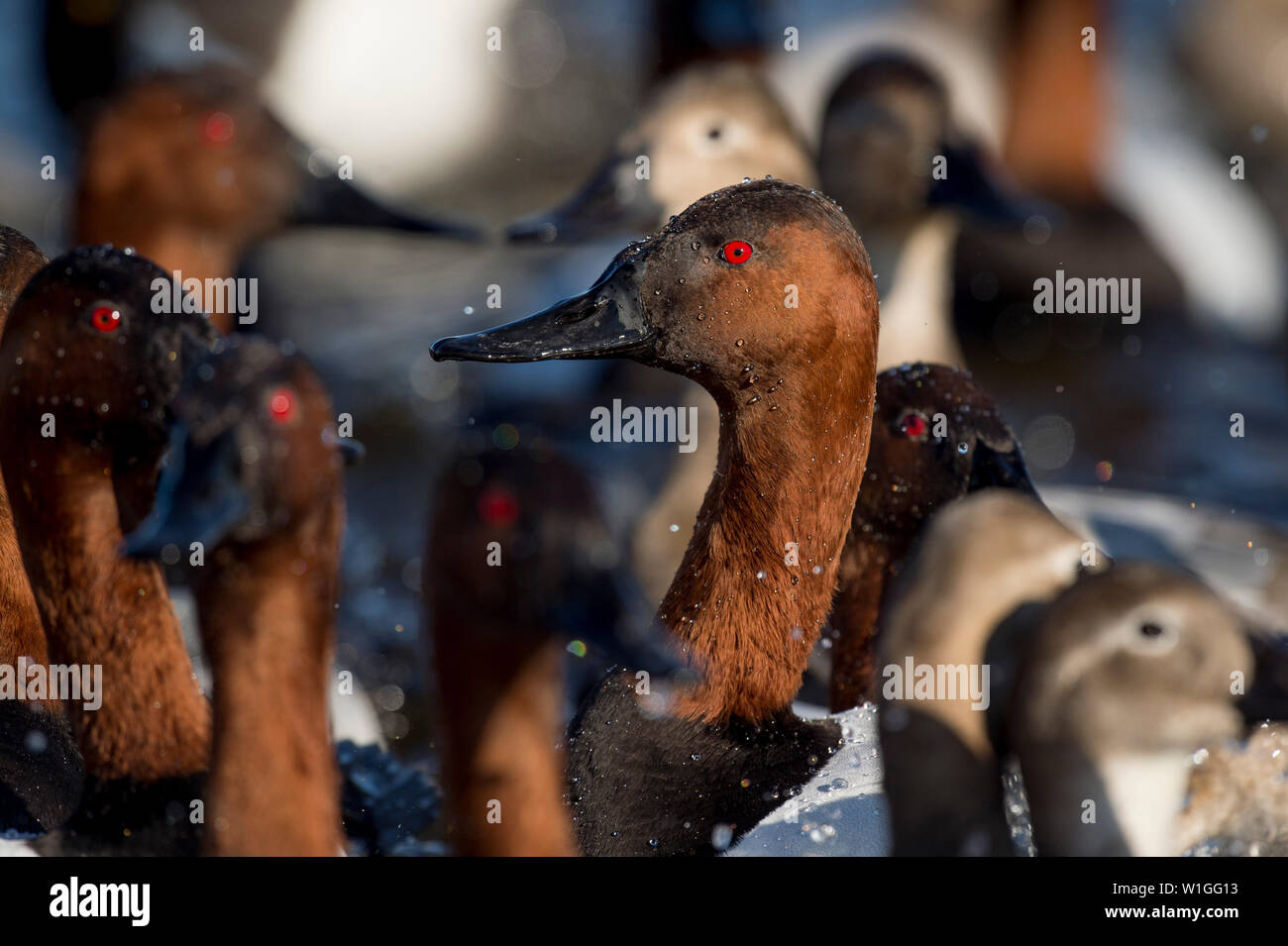 Male duck stands hi-res stock photography and images - Alamy