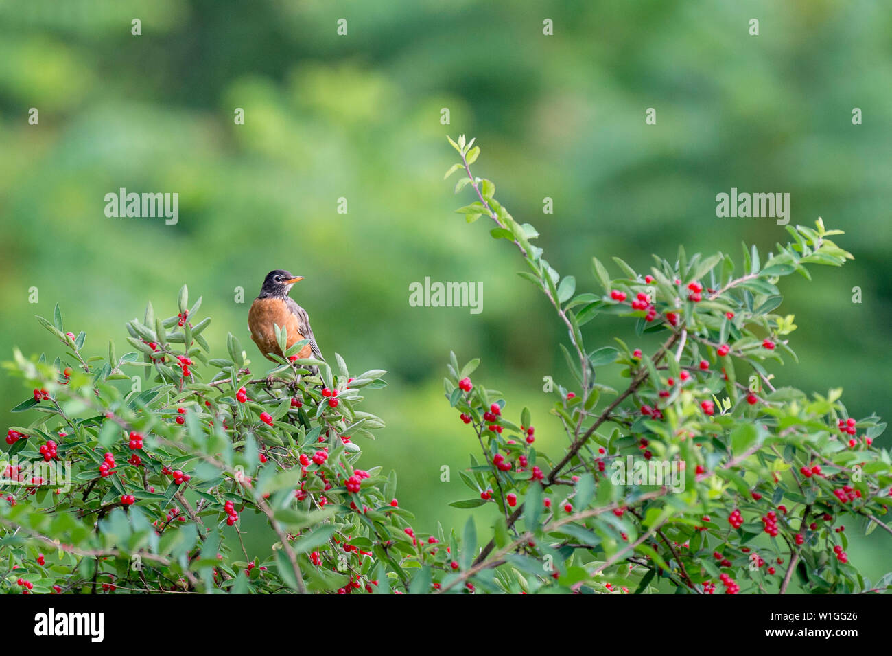 Black bush robin hi-res stock photography and images - Alamy
