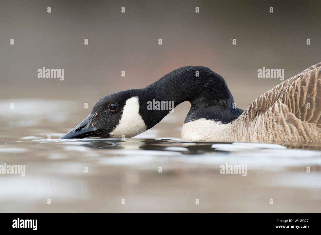 A Canada Goose bends its neck close to the water as its swims along ...