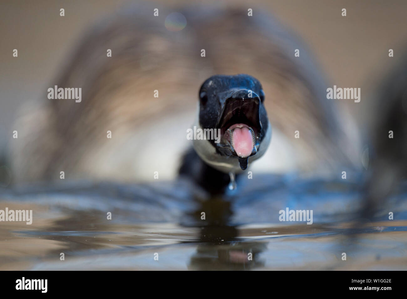 Goose facing camera hi-res stock photography and images - Alamy