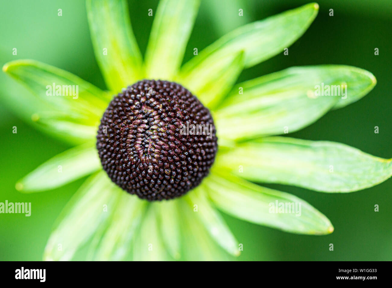 A western coneflower 'Green Wizard' (Rudbeckia occidentalis 'Green ...