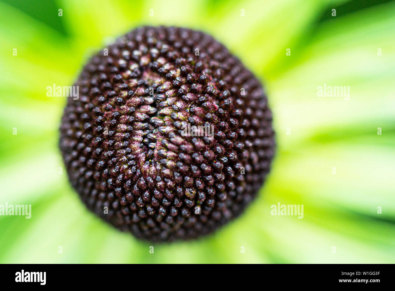 A western coneflower 'Green Wizard' (Rudbeckia occidentalis 'Green ...