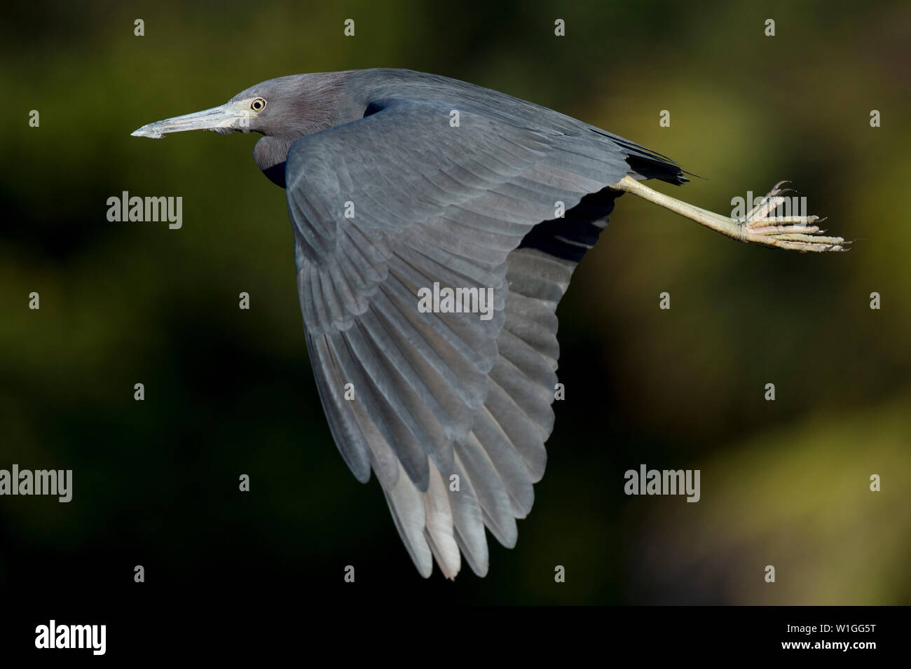 A close view of a Little Blue Heron flying against a green background ...