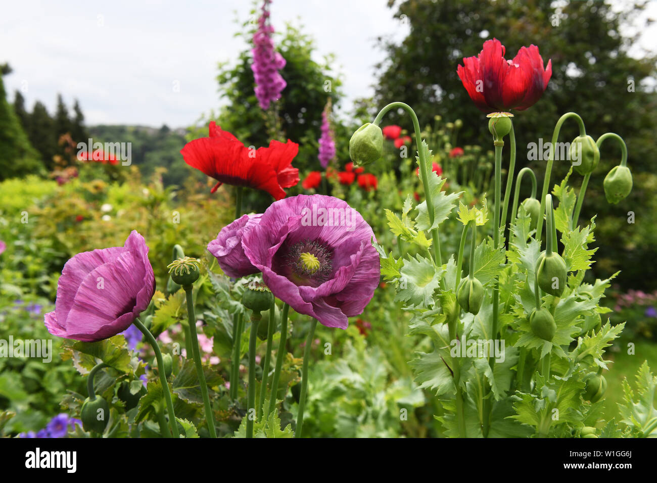 Poppies uk garden hi-res stock photography and images - Alamy
