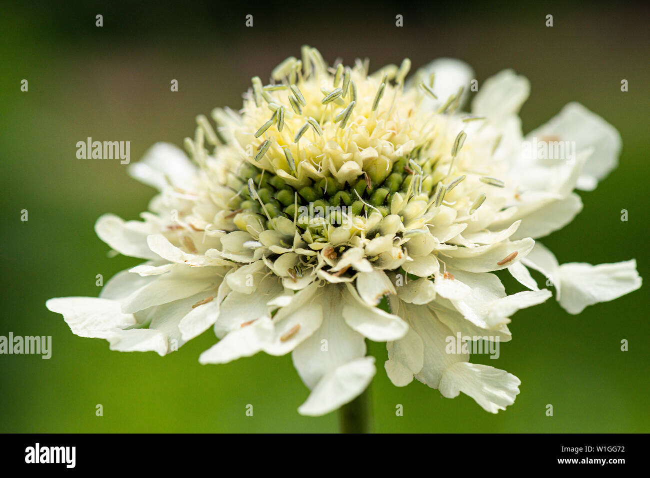 The flower of a giant scabious (Cephalaria gigantea Stock Photo - Alamy