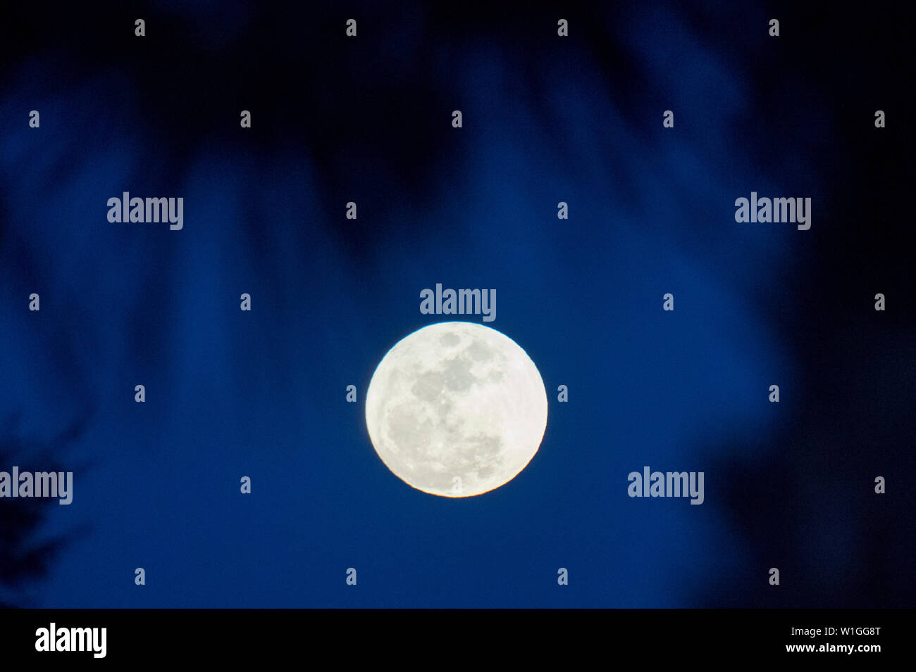 A bright white full moon in a deep blue sky with out of focus palm ...