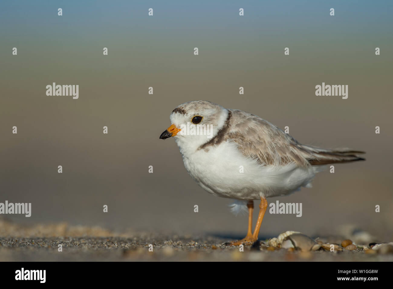 A close portrait of a Piping Plover standing on a sandy beach in the ...