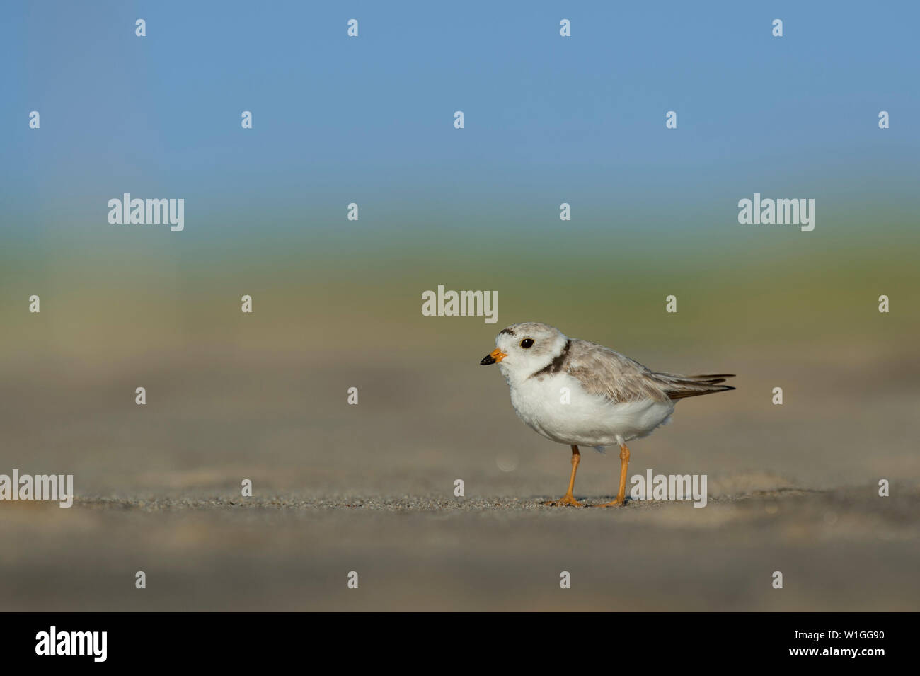 A Piping Plover standing on a sandy beach in the bright summer sun with ...