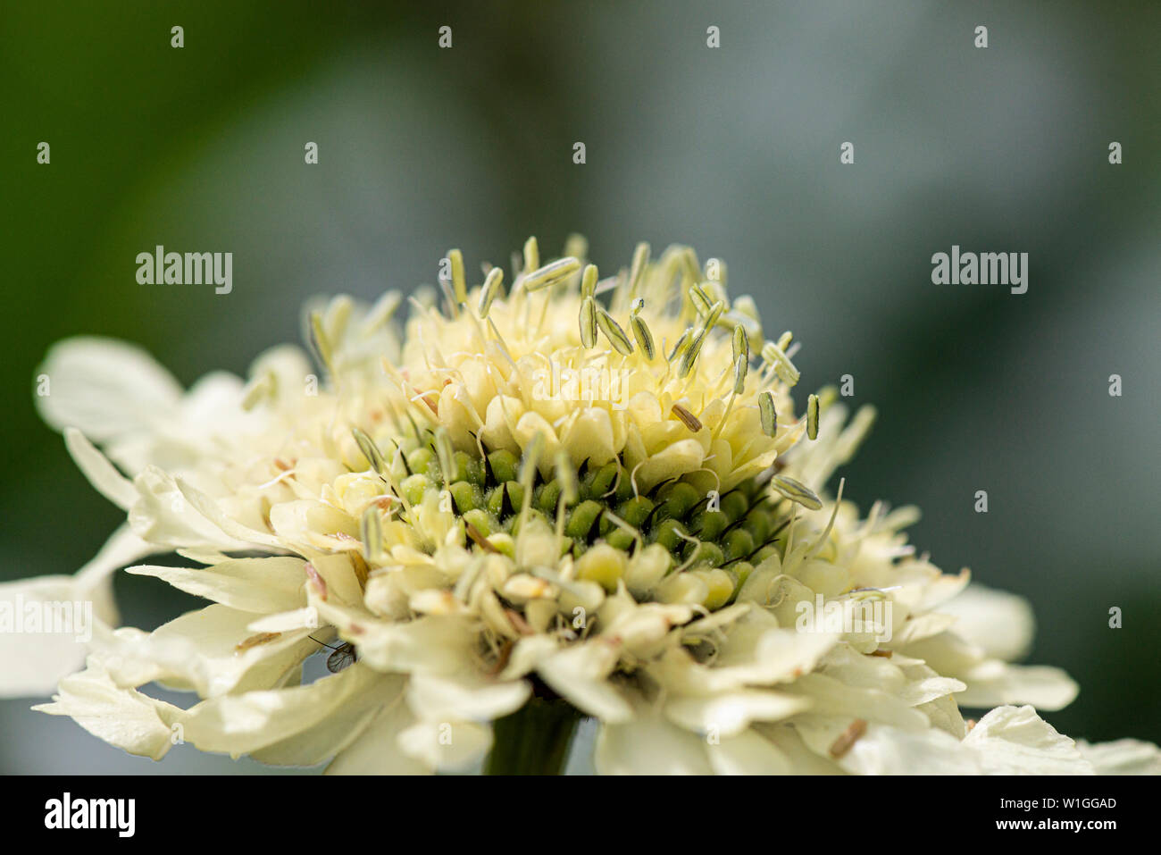 The flower of a giant scabious (Cephalaria gigantea Stock Photo - Alamy