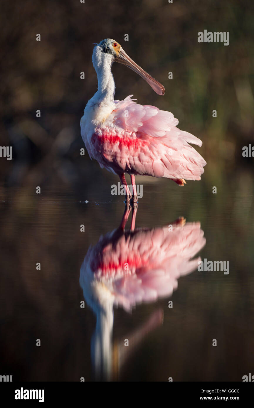 A bright red and pink Roseate Spoonbill in shallow water with its ...