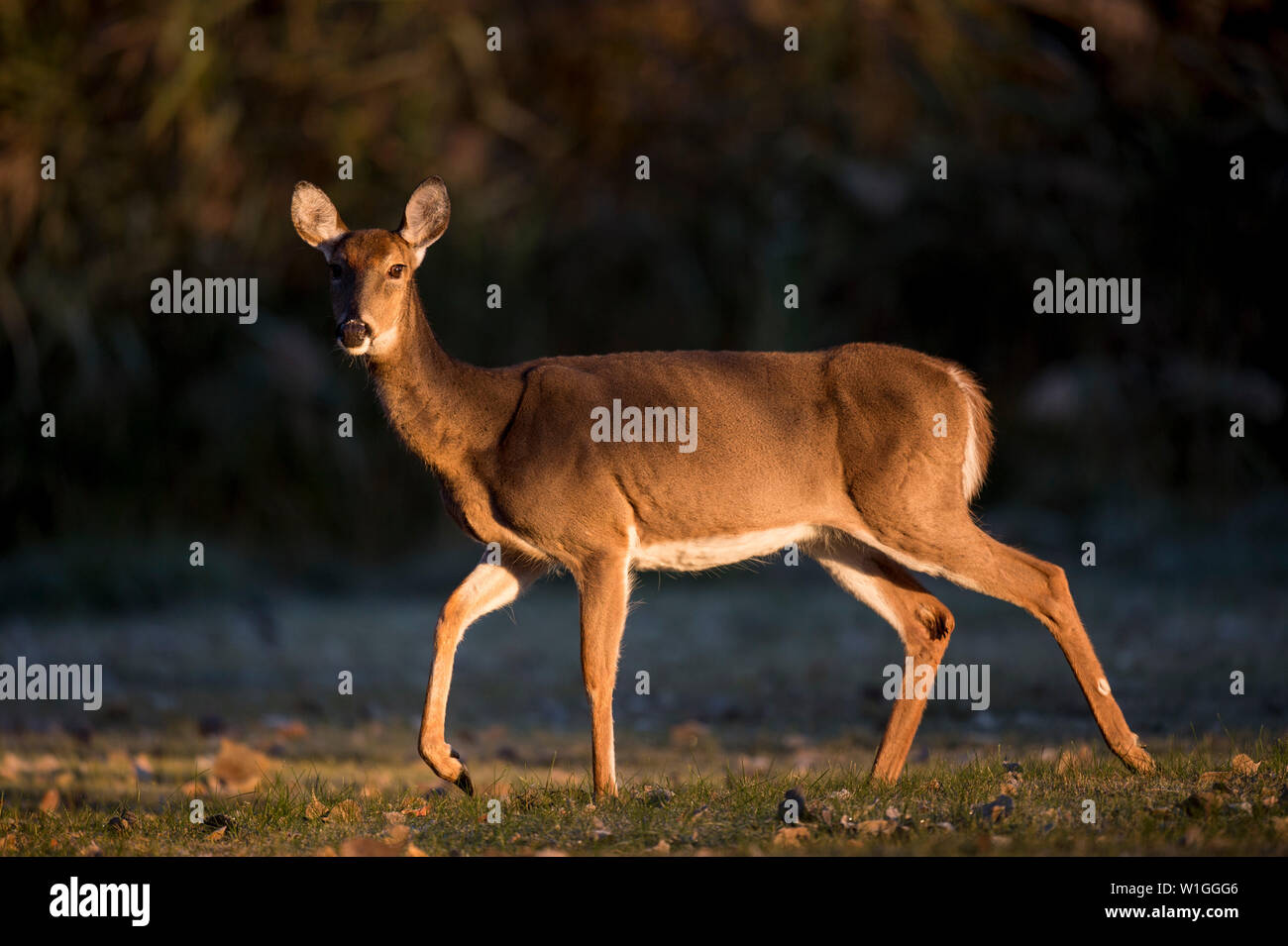 A whitetail deer walks into an open field in the golden early morning ...