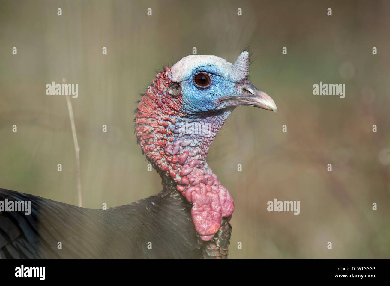 A Wild Turkey close-up portrait on a bright sunny day shows off the ...