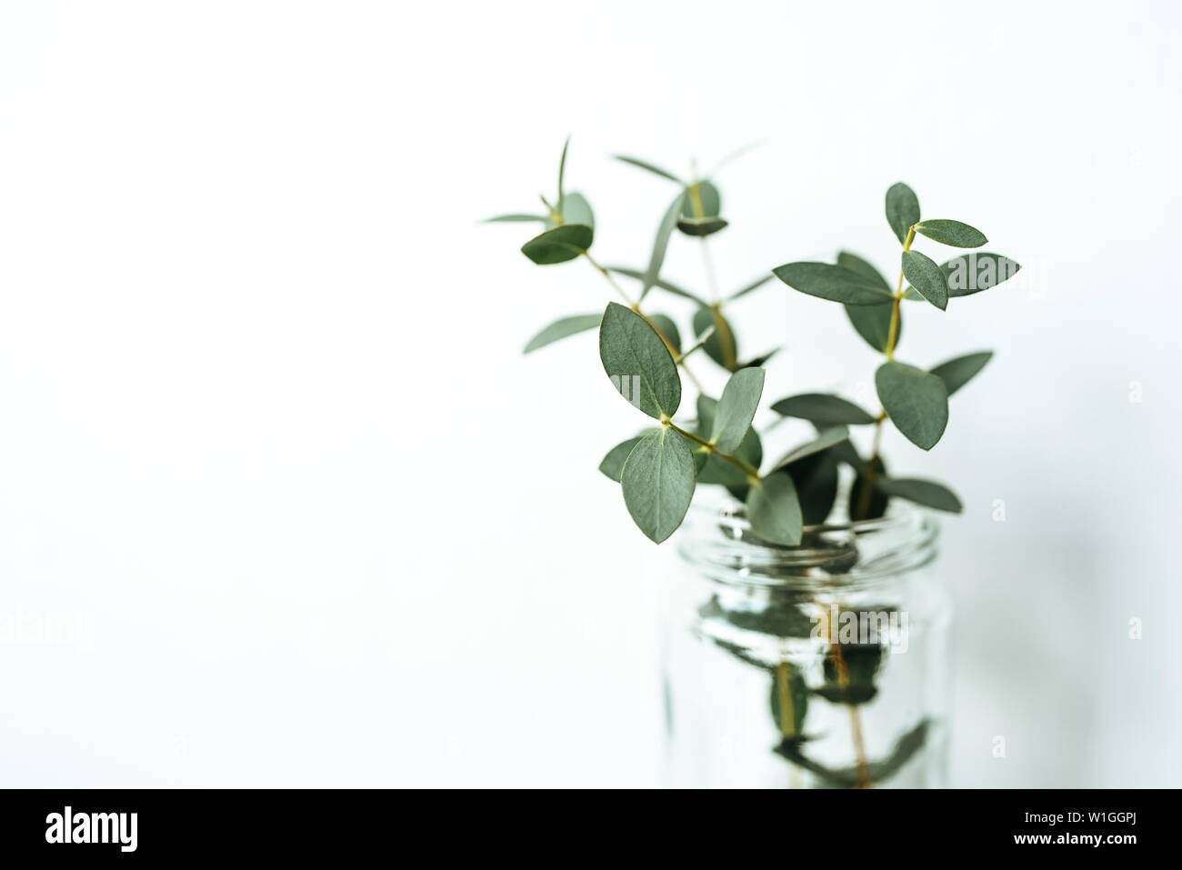 Twigs with fresh green leaves in glass jar on white background Stock ...