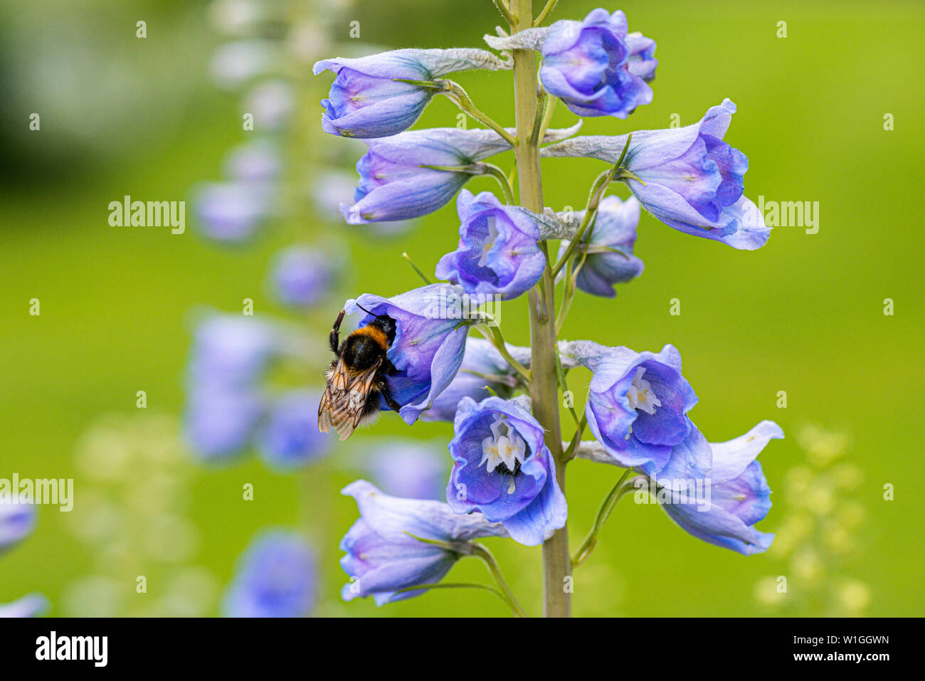 A bumble bee on a delphinium flower hi-res stock photography and images ...