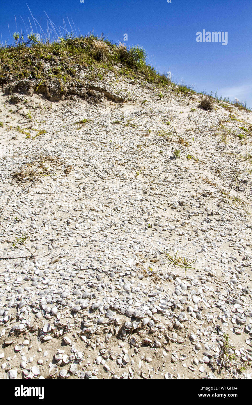 Jaguaruna, Santa Catarina, Brazil. 22nd Feb, 2017. Detail of the shell ...