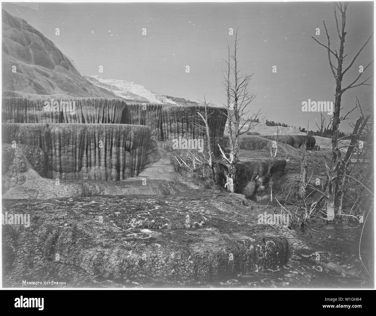 Mammoth Hot Springs, part of Jupiter Terrace. Yellowstone Stock Photo ...