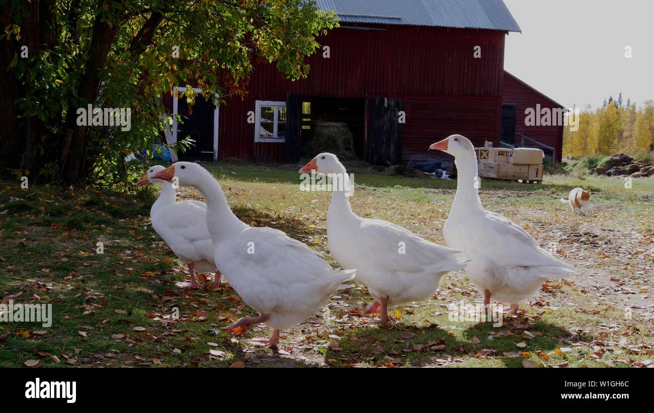 Black swedish duck hi-res stock photography and images - Alamy