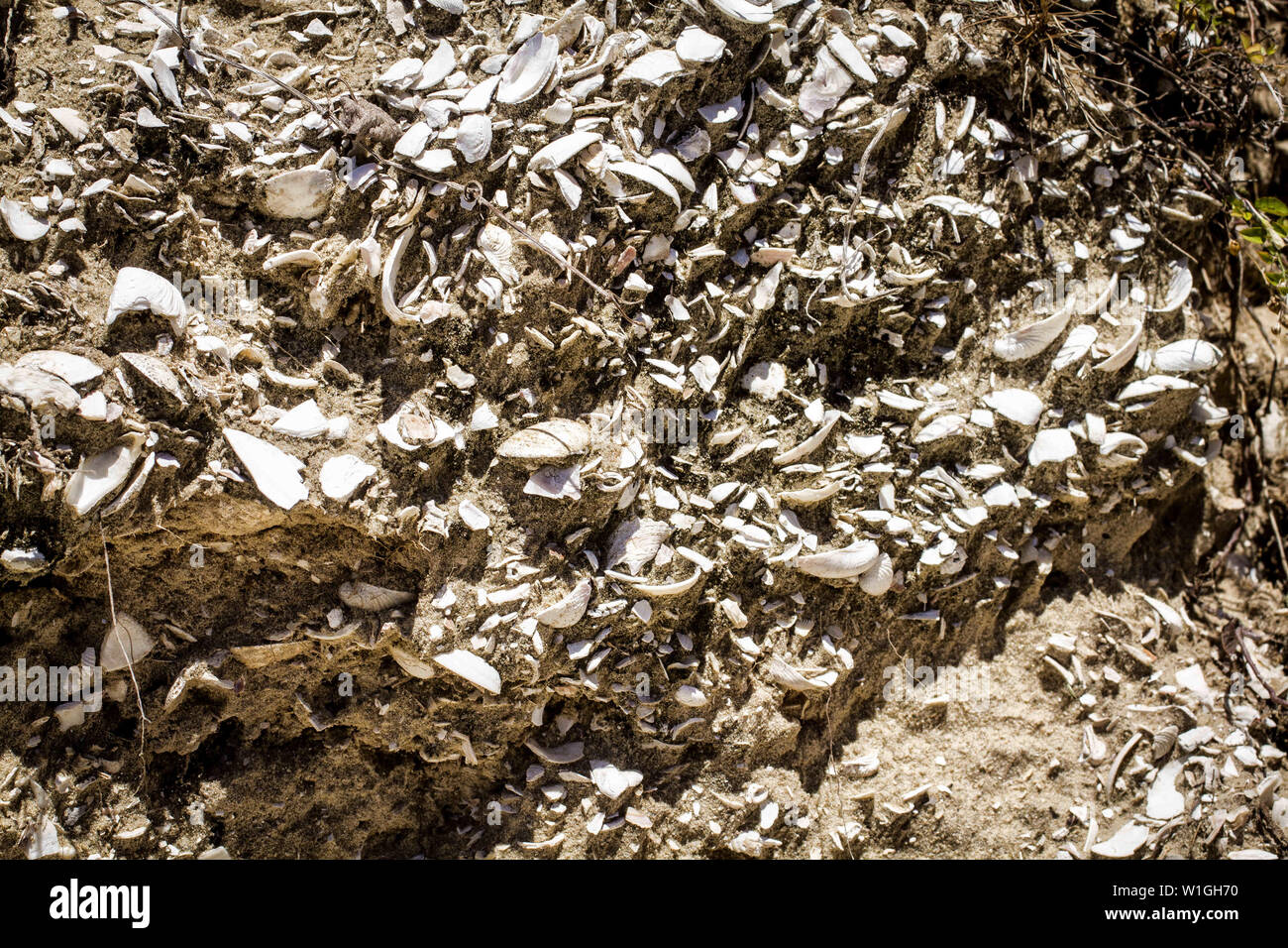 Shell midden hi-res stock photography and images - Alamy
