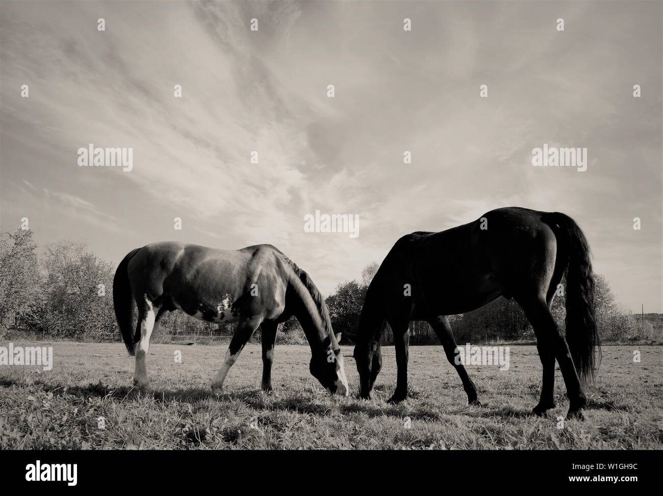 Horses love it hi-res stock photography and images - Alamy