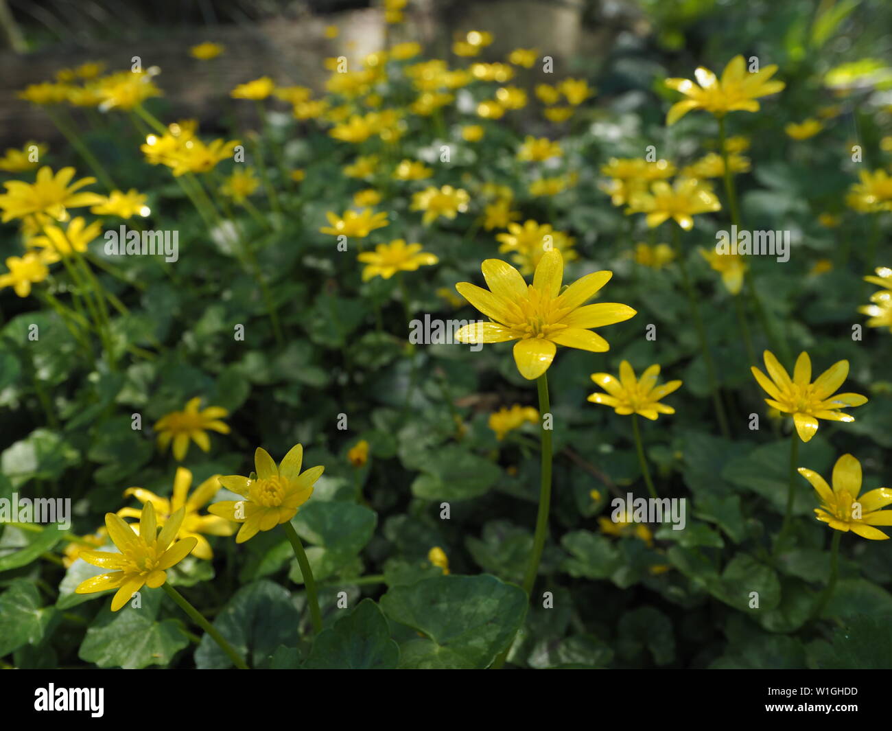 Outdoor yellow flowers hi-res stock photography and images - Alamy