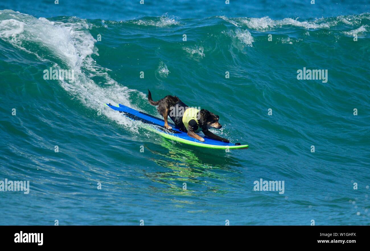 Abbie the Australian kelpie surfing dog catching a wave at a dog ...
