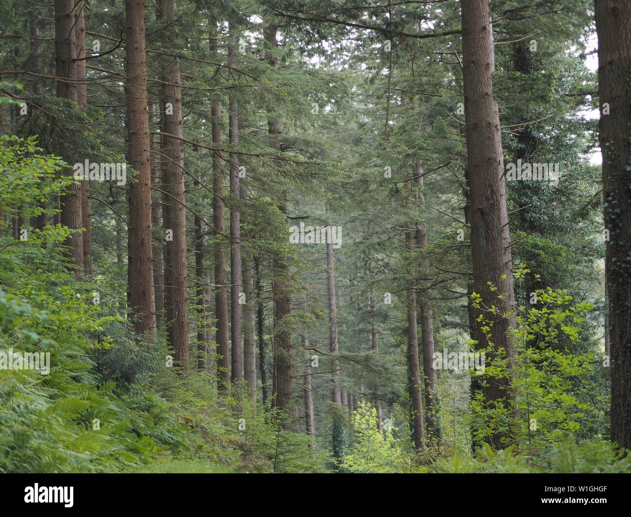 A tall Welsh Woodland in Snowdonia Stock Photo - Alamy