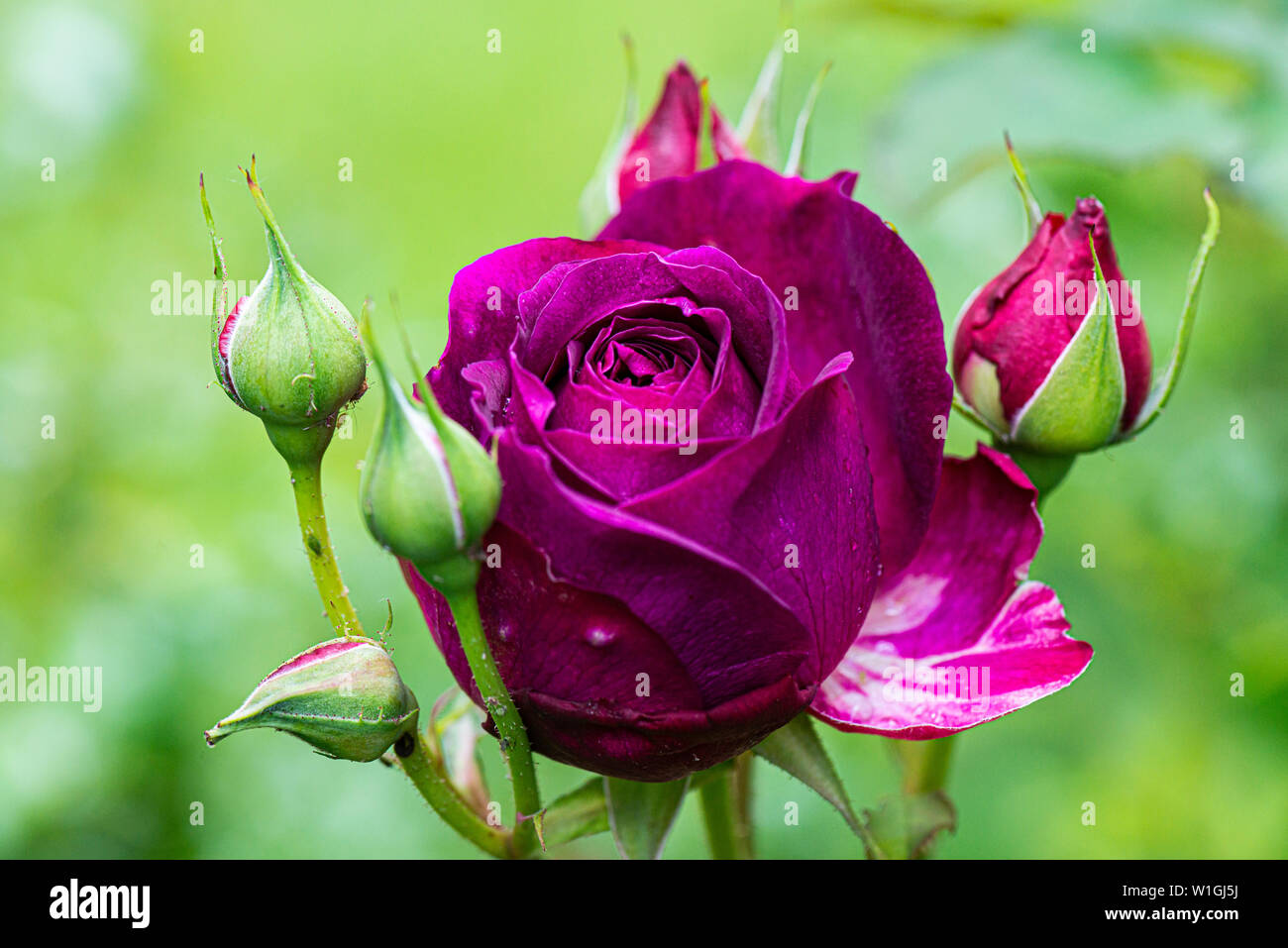 The flower of an English shrub rose Munstead Wood Stock Photo - Alamy