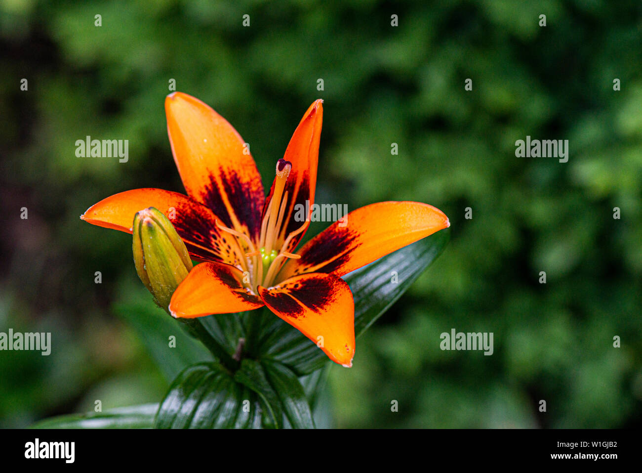 Lilium asiatic hybrids hi-res stock photography and images - Alamy