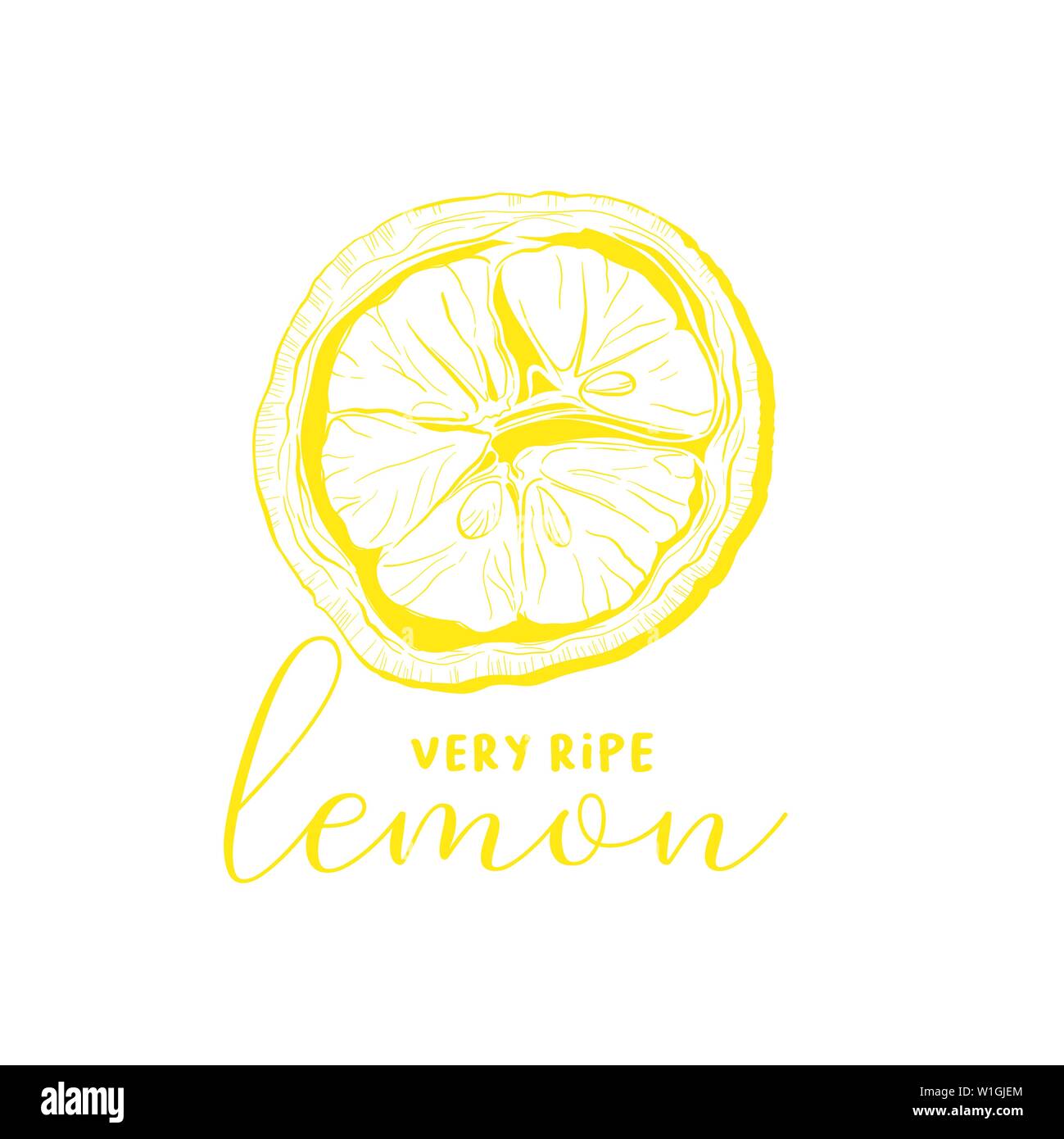 Lemon hand drawn illustration. Ink pen outline sketch of fruit. Yellow ...