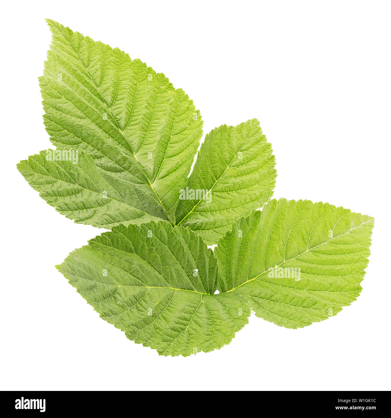 Natural raspberry leaves isolated on withe background with clipping ...