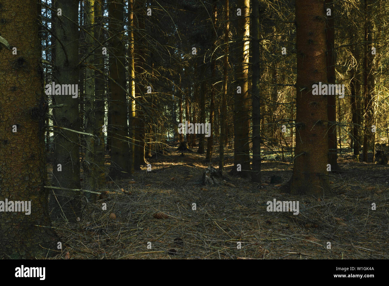 Dense and dark spruce forest illuminated by yellow evening sun light ...
