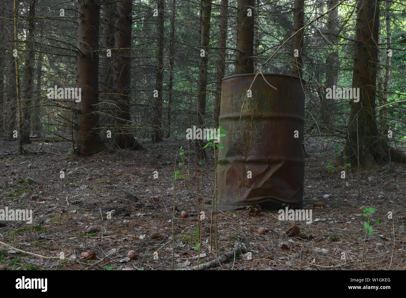 Old and rusty barrel in the middle of dense and dark spruce forest ...