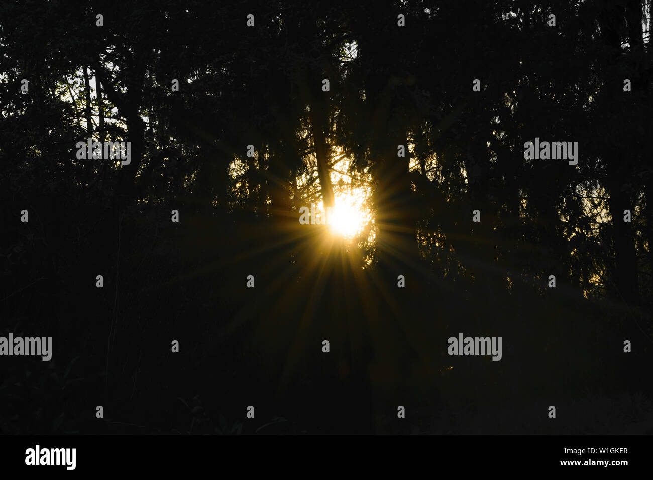 Sunbeams penetrate dense trees hi-res stock photography and images - Alamy