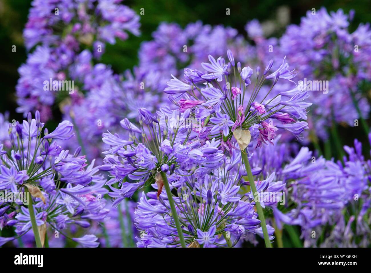 Purple wildflowers in the Arizona desert Stock Photo - Alamy