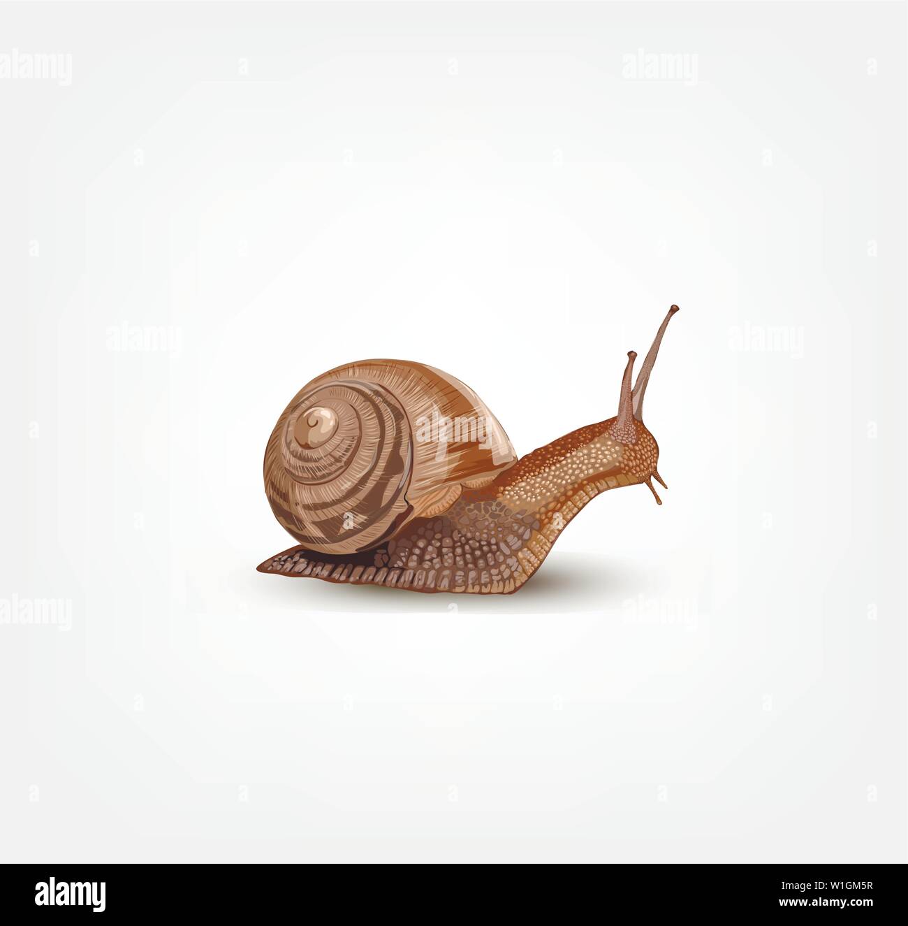 Closeup snail Stock Vector Images - Alamy