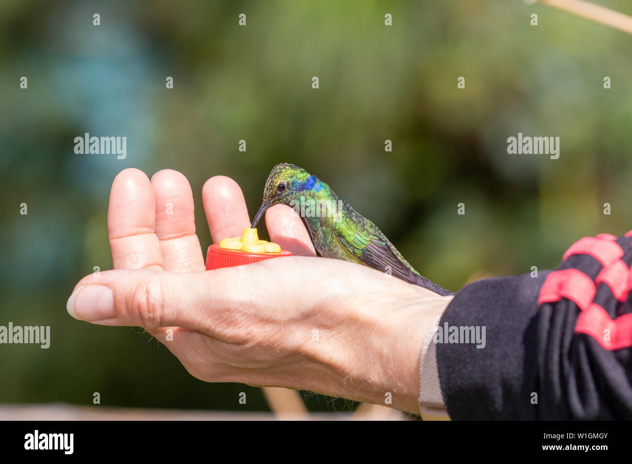 Feeding hummingbirds by hand near Savegre Lodge in San Gerardo de Dota ...