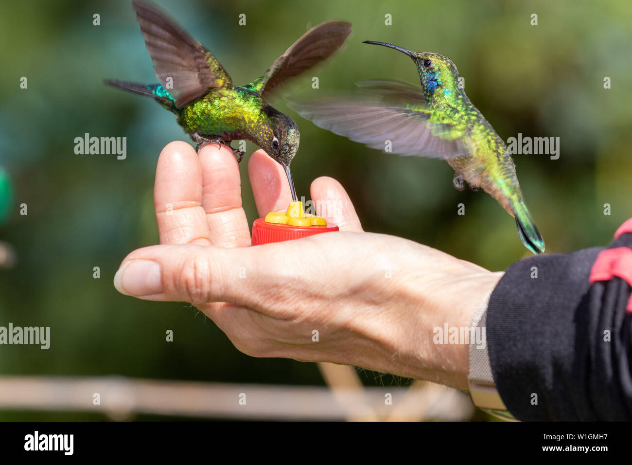 Feeding hummingbirds by hand near Savegre Lodge in San Gerardo de Dota ...