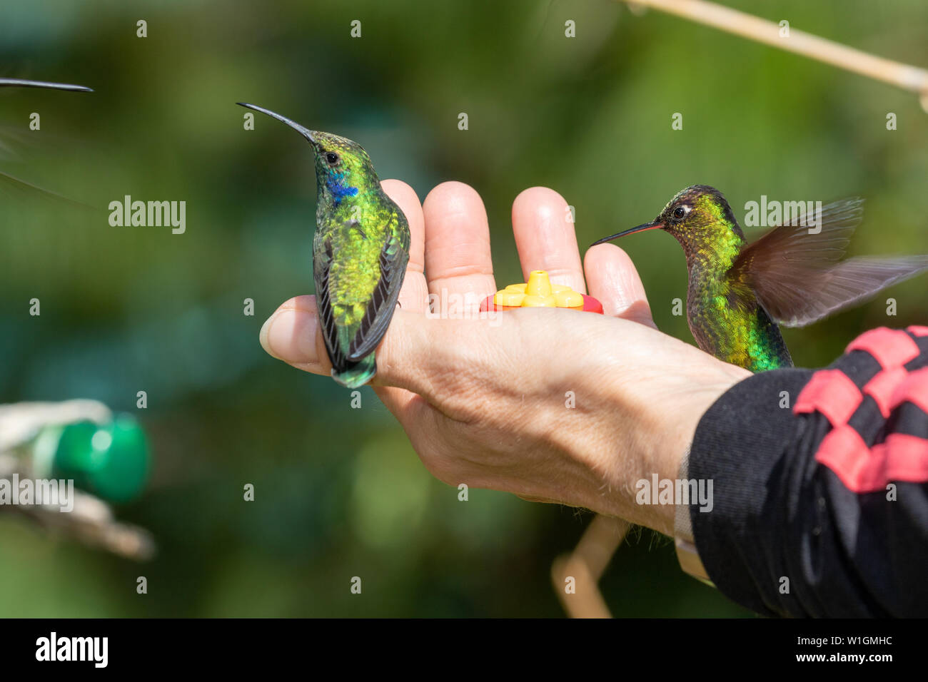 Feeding hummingbirds by hand near Savegre Lodge in San Gerardo de Dota ...