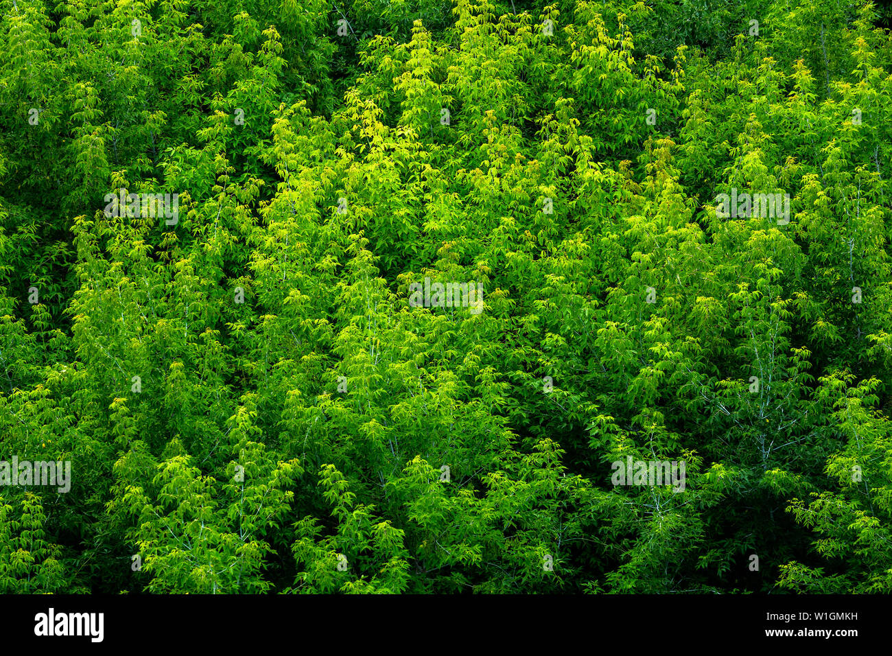 top of summer green ash-tree forest solid foliage pattern background at ...