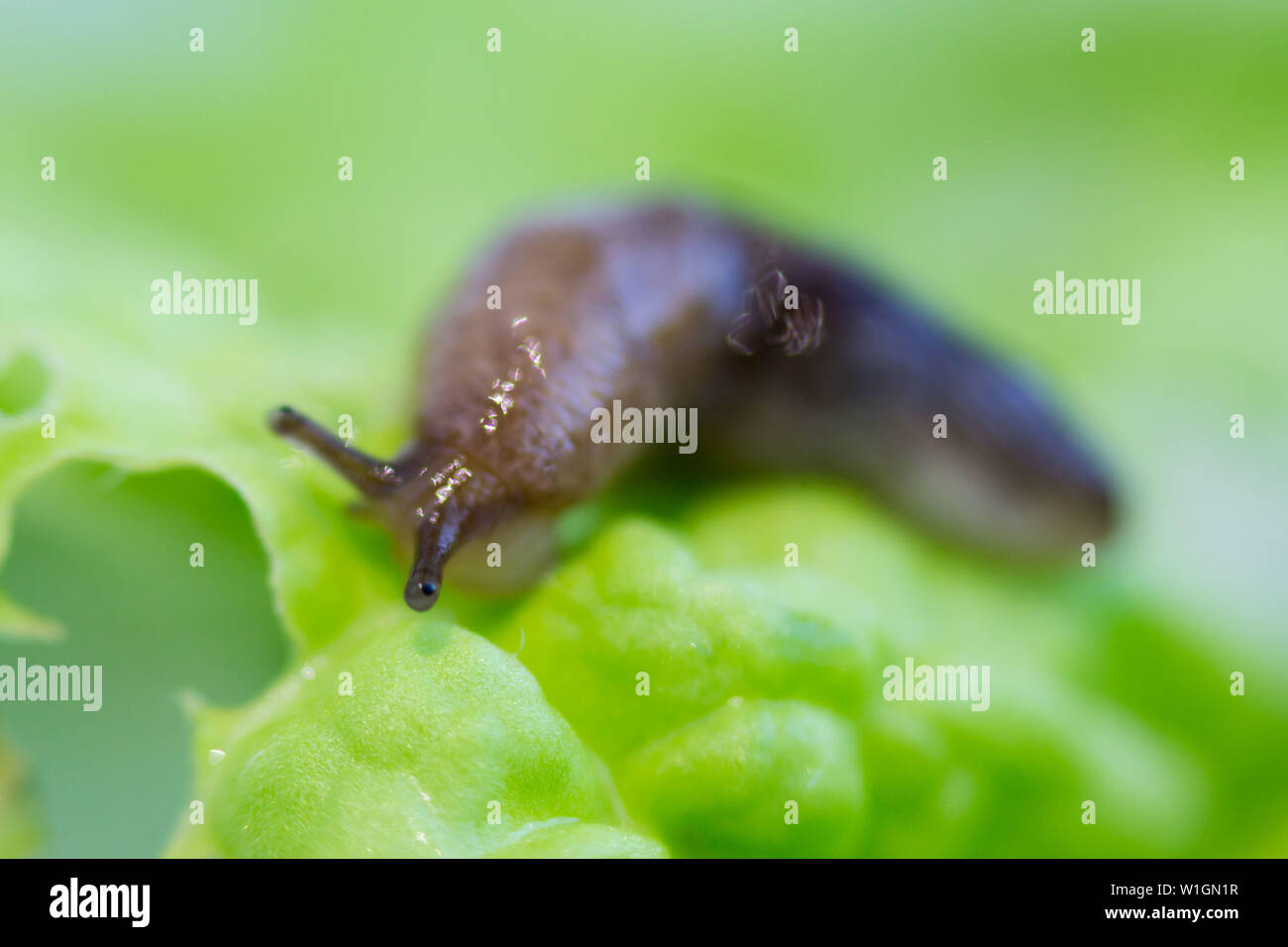 a snail without a shell slug from the Gastropoda family crawls on a ...