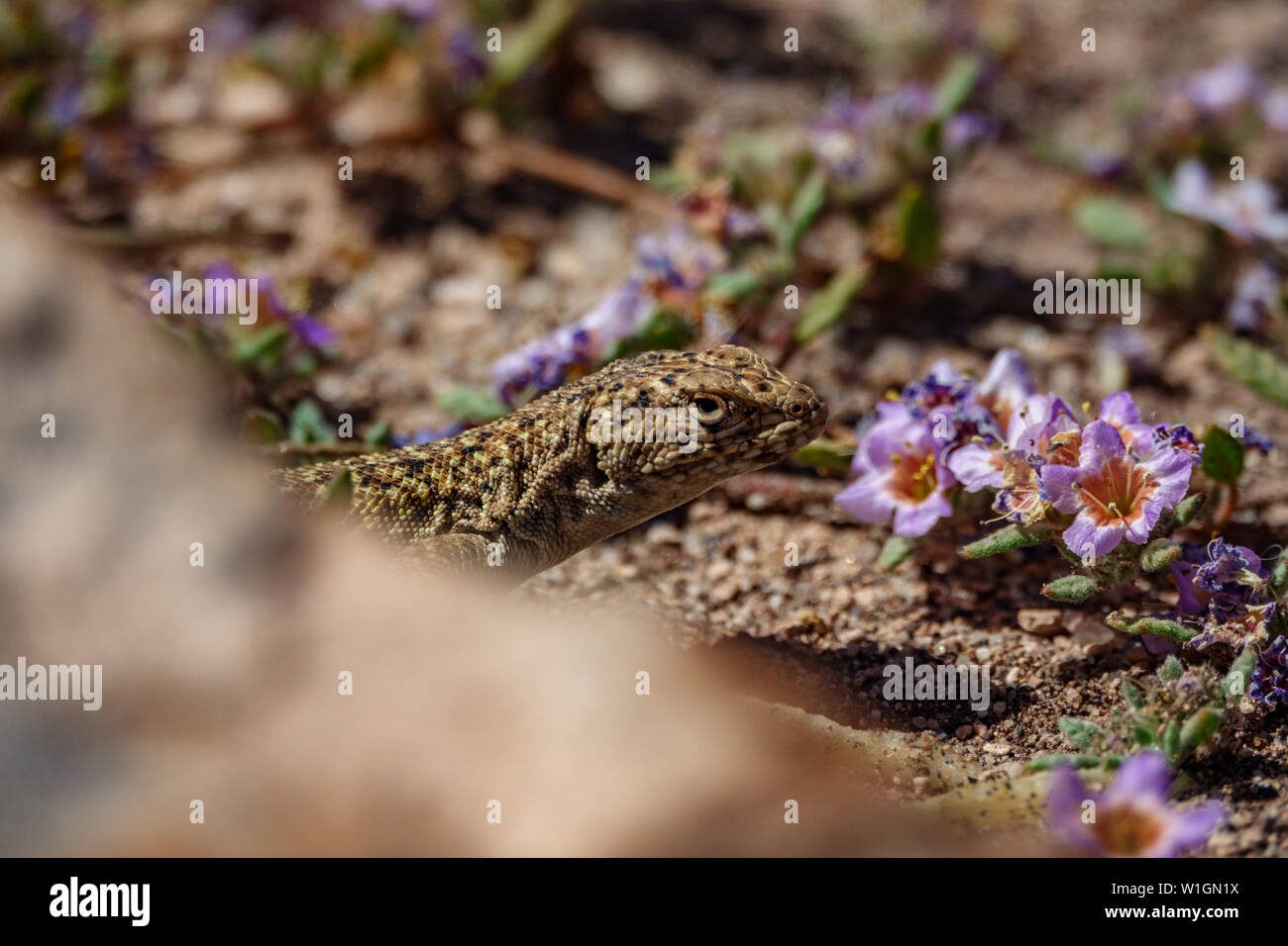 Atacama desert lizard hi-res stock photography and images - Alamy
